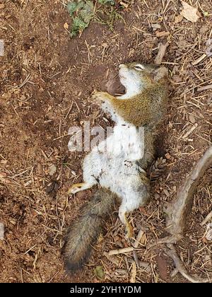 Vancouver Island Red Squirrel (Tamiasciurus hudsonicus lanuginosus ...