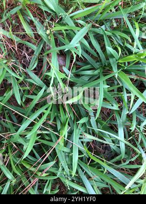 Grass-leaved prairie aster (Eurybia hemispherica Stock Photo - Alamy