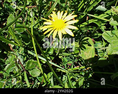 Prostrate Capeweed (Arctotheca prostrata Stock Photo - Alamy