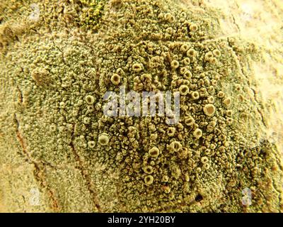 Variable Brown Dotlets (Lecidea varians) Fungi Stock Photo - Alamy