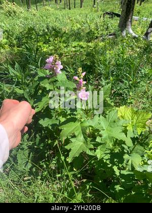 streambank wild hollyhock (Iliamna rivularis Stock Photo - Alamy