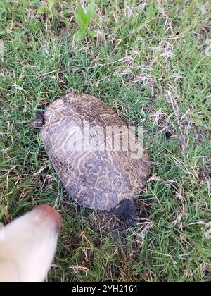 Eastern river cooter (Pseudemys concinna concinna) swimming underwater ...