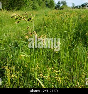 nodding bulrush (Scirpus pendulus Stock Photo - Alamy