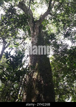 False Mastic (Sideroxylon foetidissimum Stock Photo - Alamy