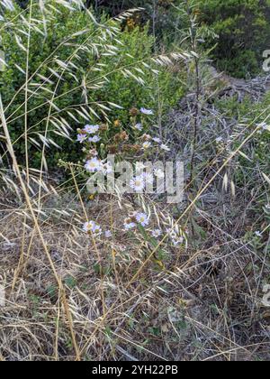 Pacific Aster (Symphyotrichum chilense Stock Photo - Alamy