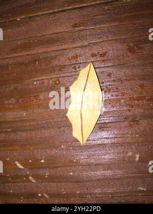 Yellow Slant-line (Tetracis crocallata Stock Photo - Alamy