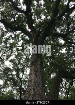 post oak (Quercus stellata Stock Photo - Alamy