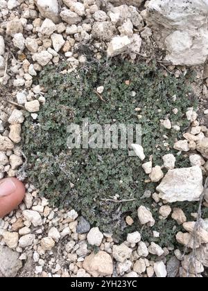 Spiny Milkvetch (Astragalus kentrophyta Stock Photo - Alamy
