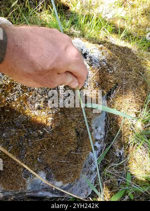blue wild rye (Elymus glaucus Stock Photo - Alamy