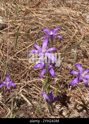 crown brodiaea (Brodiaea coronaria Stock Photo - Alamy