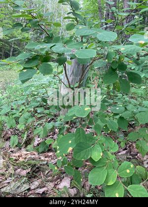eastern leatherwood (Dirca palustris Stock Photo - Alamy