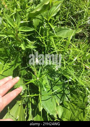 hoary sedge (Carex canescens Stock Photo - Alamy