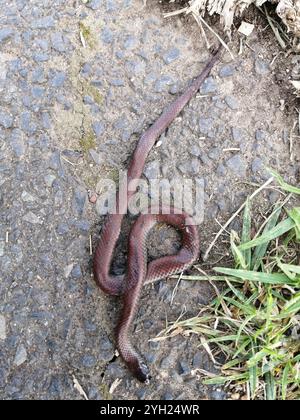Common Slug-eater (Duberria lutrix Stock Photo - Alamy