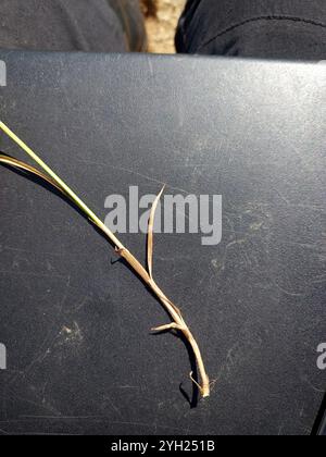straw sedge (Carex foenea Stock Photo - Alamy