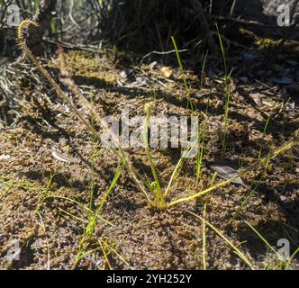 Threadleaf sundew (Drosera filiformis Stock Photo - Alamy