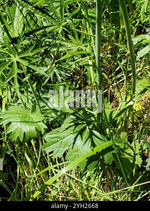 Meadow Checker-mallow (Sidalcea campestris Stock Photo - Alamy