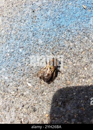 Rufous backed Cellophane Bee - Colletes thoracicus - side view isolated ...