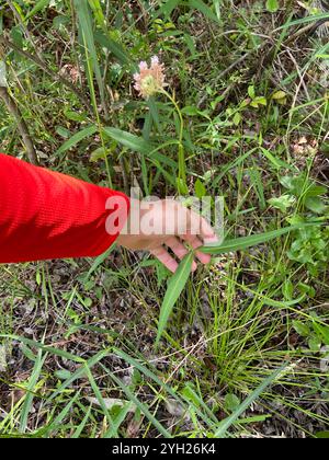 red milkweed (Asclepias rubra Stock Photo - Alamy