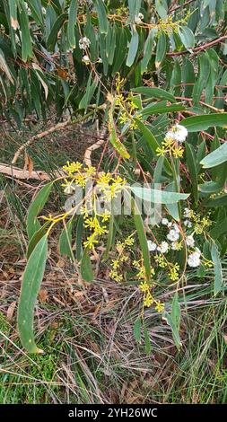 Eucalyptus sieberi Eucalyptus sieberi Stock Photo - Alamy