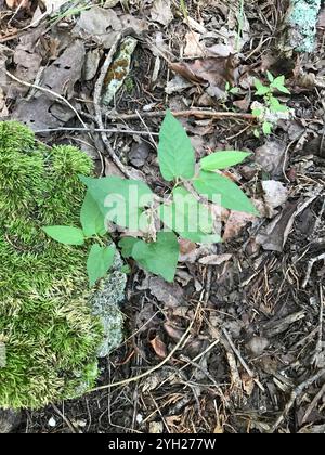 Virginia snakeroot (Aristolochia serpentaria Stock Photo - Alamy