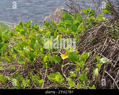 beach pea (Vigna marina Stock Photo - Alamy