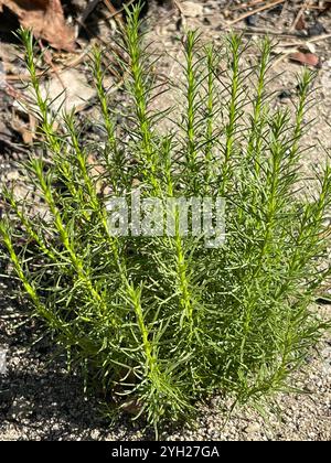 Pine-bush (Ericameria pinifolia Stock Photo - Alamy