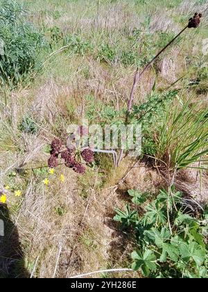 Fernleaf Biscuitroot (Lomatium dissectum Stock Photo - Alamy