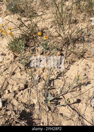 Straight Bladderpod (Physaria rectipes Stock Photo - Alamy