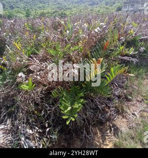 Golden Leather Fern (Acrostichum aureum Stock Photo - Alamy