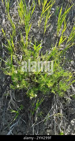 Loose-flower Milkvetch (Astragalus multiflorus Stock Photo - Alamy