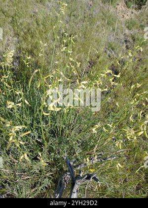 basalt milkvetch (Astragalus filipes Stock Photo - Alamy
