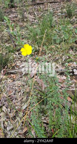 Showy Guinea Flower (Hibbertia linearis), Plantae, Blue Mountains, AU ...