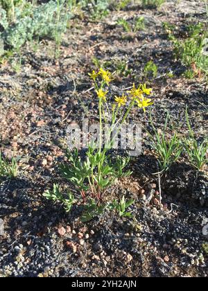Tadpole buttercup (Cyrtorhyncha ranunculina Stock Photo - Alamy