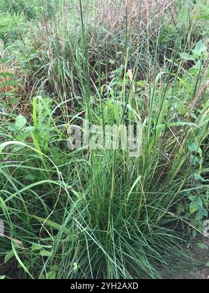 Pan American Balsomscale (Elionurus tripsacoides Stock Photo - Alamy