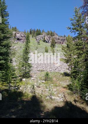 low sagebrush (Artemisia arbuscula Stock Photo - Alamy