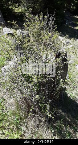 Canadian gooseberry (Ribes oxyacanthoides Stock Photo - Alamy