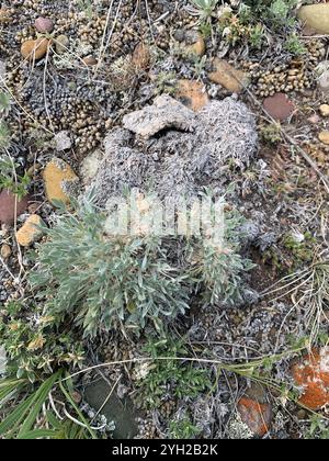 Threeleaf Milkvetch (Astragalus gilviflorus Stock Photo - Alamy