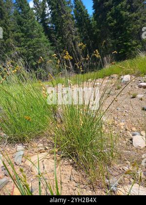 straw sedge (Carex foenea Stock Photo - Alamy