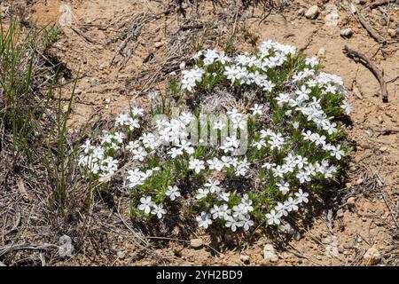 flowery phlox (Phlox multiflora Stock Photo - Alamy