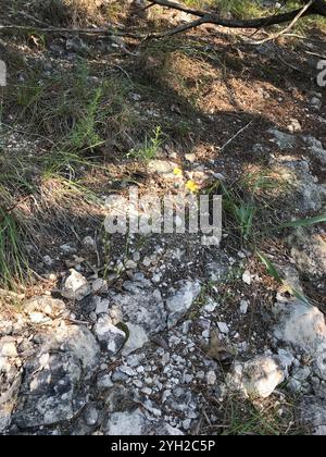 Rock Flax (Linum rupestre Stock Photo - Alamy