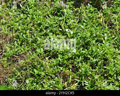 Creeping Dentella (Dentella repens Stock Photo - Alamy