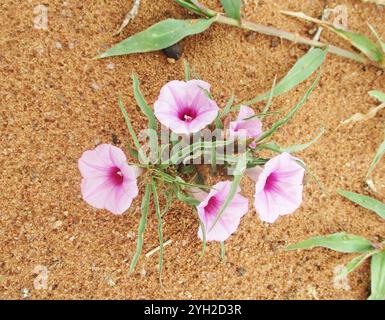Narrowleaf Morning Glory (Ipomoea bolusiana) Plantae Stock Photo - Alamy