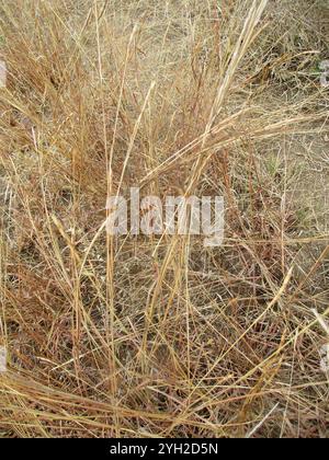 tanglehead (Heteropogon contortus Stock Photo - Alamy