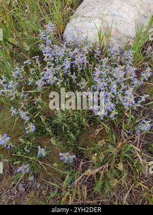 Front Range Beardtongue (Penstemon virens Stock Photo - Alamy
