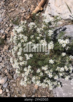 Nuttall's Linanthus (Leptosiphon nuttallii Stock Photo - Alamy