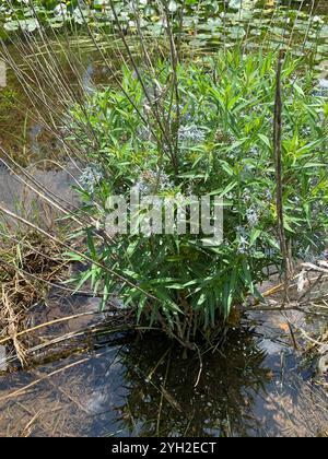 Ozark Bluestar (Amsonia illustris Stock Photo - Alamy