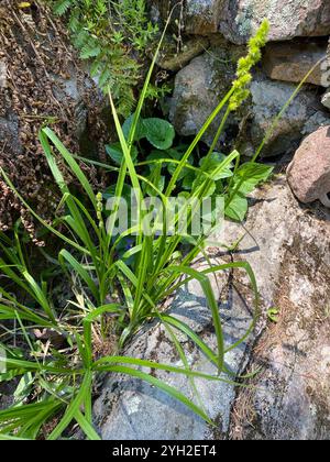 bur reed sedge (Carex sparganioides Stock Photo - Alamy