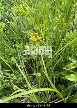 Tall western groundsel (Senecio integerrimus Stock Photo - Alamy