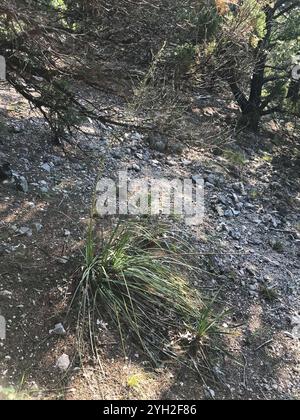 Devil's Shoestring (Nolina lindheimeriana Stock Photo - Alamy
