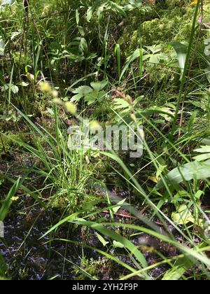 hoary sedge (Carex canescens Stock Photo - Alamy